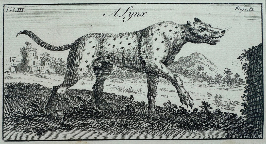 A LYNX Original 18C Antique Copper Plate Engraving - Etsy
