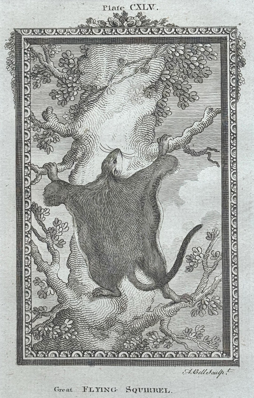 FLYING SQUIRREL - Original 18TH CENTURY Copper Plate Engraving - Etsy
