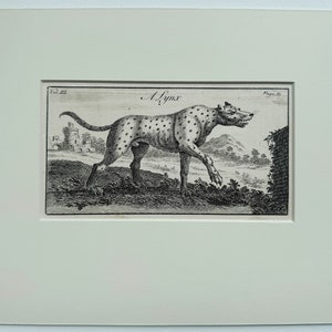 A LYNX - Original 18C Antique Copper Plate Engraving - Etsy