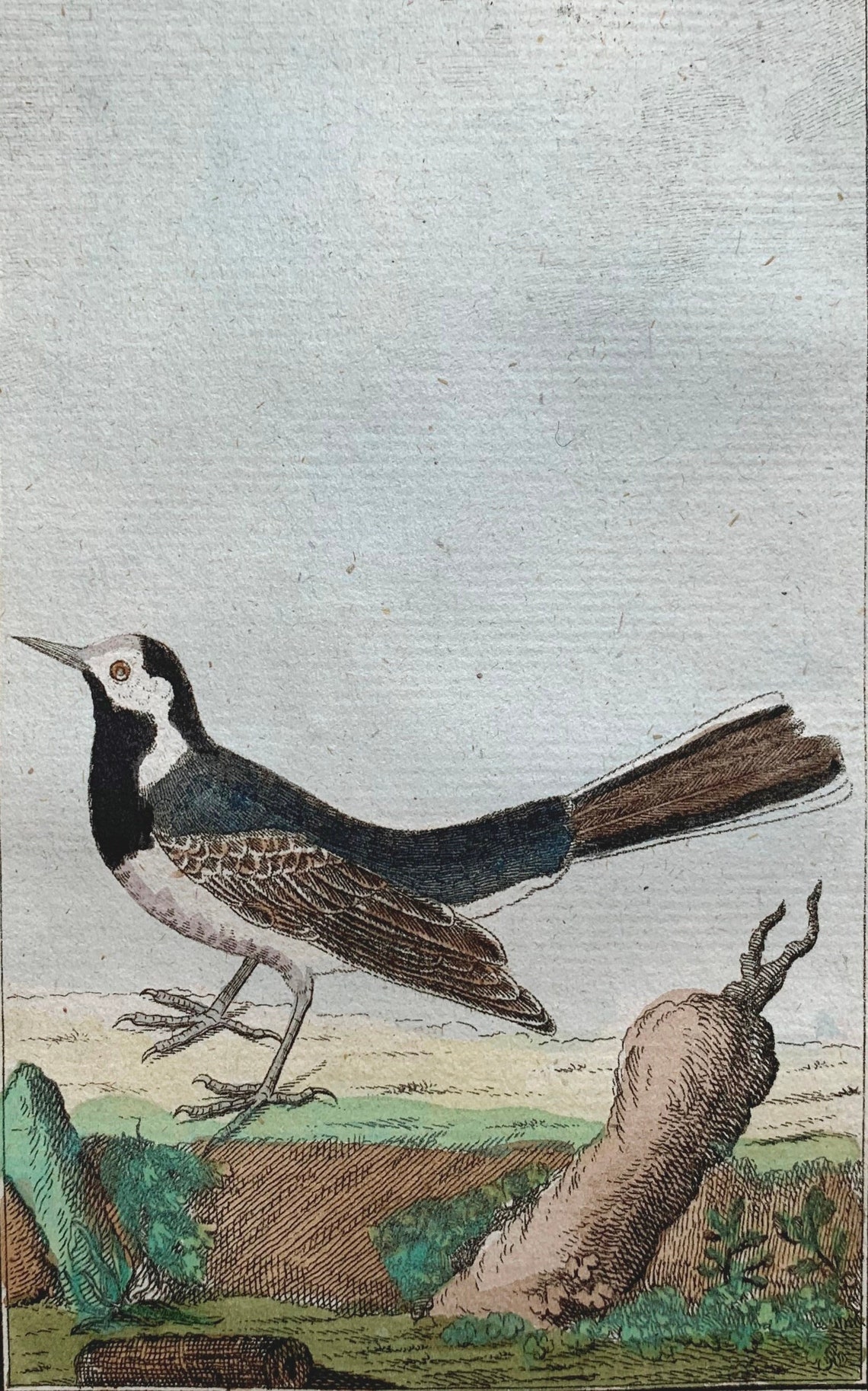 Original 18TH CENTURY Hand Coloured Engraving of a Bird - Comte De ...