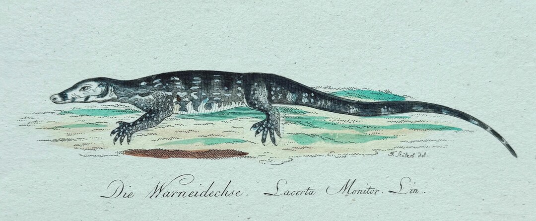 Monitor Lizard - Original Early 19C Zoological Antique Hand Coloured ...