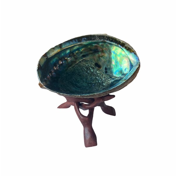 Blue Abalone Shell - Etsy