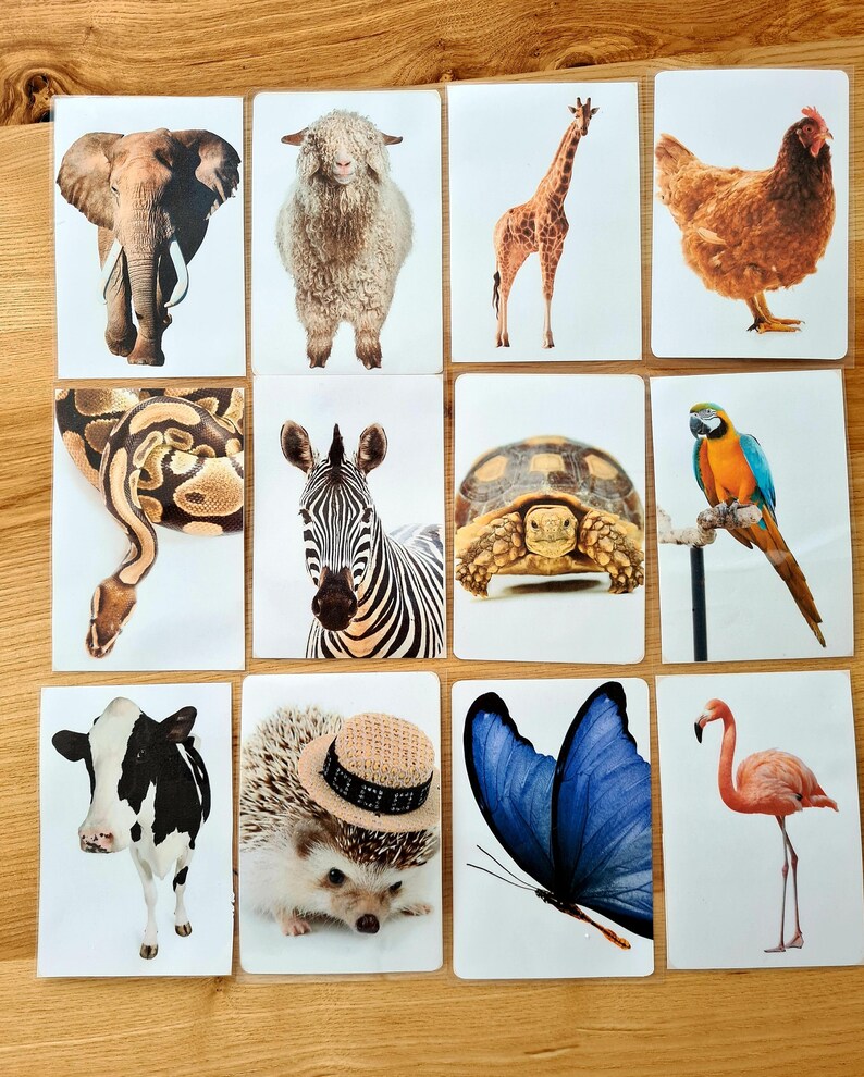 12 Animals Skin Matching Cards Printable Activity for - Etsy