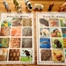 Animals Skin Matching Game Printable Homeschool Learning Educational ...