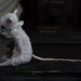 ADULT Pink Boy Rat Stuffed Toy. Social-emotional Toy of Eco-friendly ...