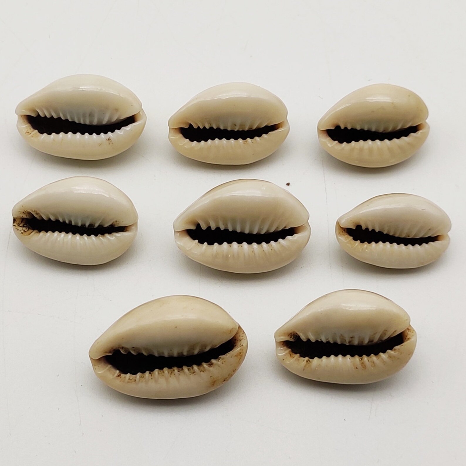 Kauri Muschel Charms-17*24mm-Kauri Muscheln Bastelschalen Weiße ...