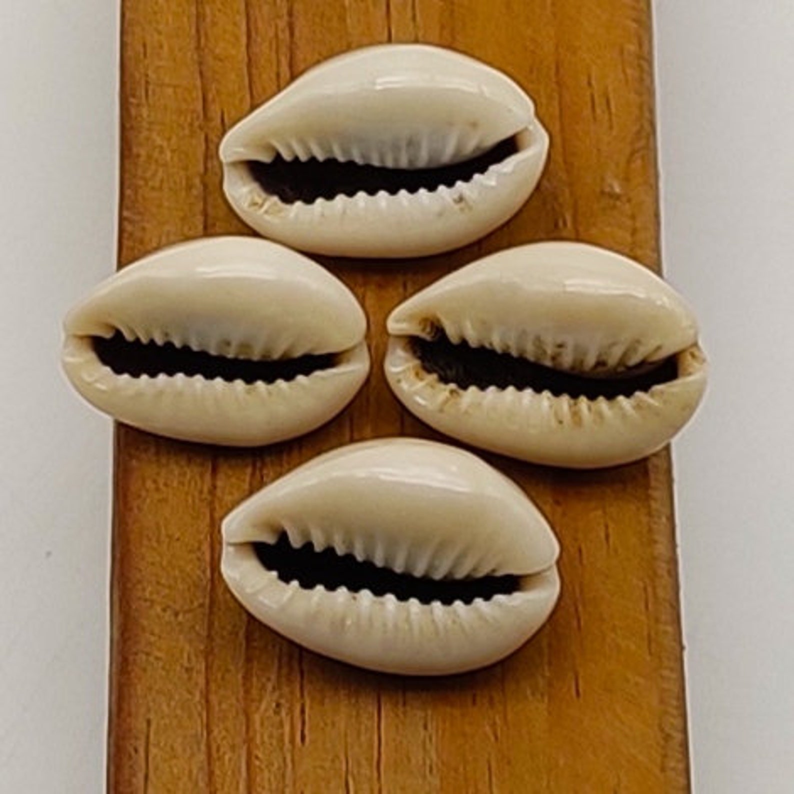 Kauri Muschel Charms-17*24mm-Kauri Muscheln Bastelschalen Weiße ...