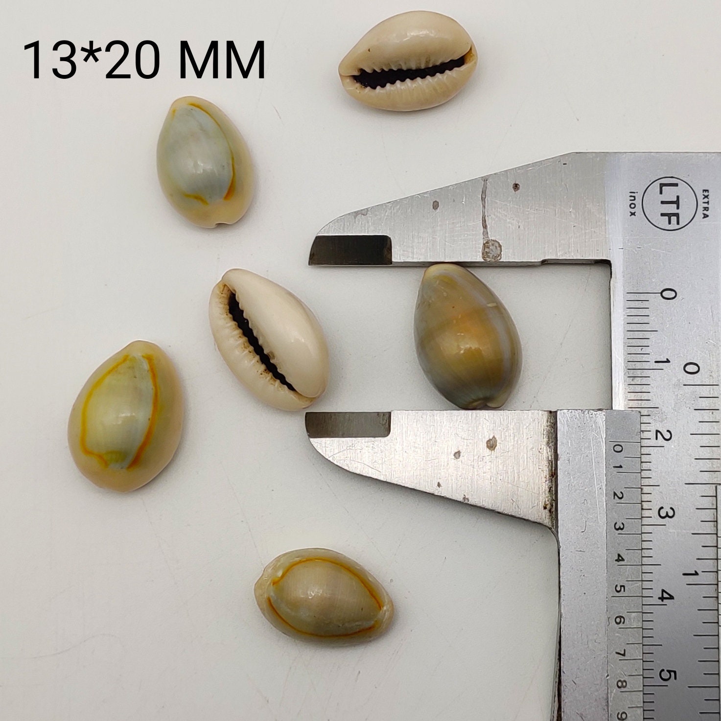 Kauri Muschel Charms-1320mm-Kauri Muscheln Bastelschalen - Etsy.de