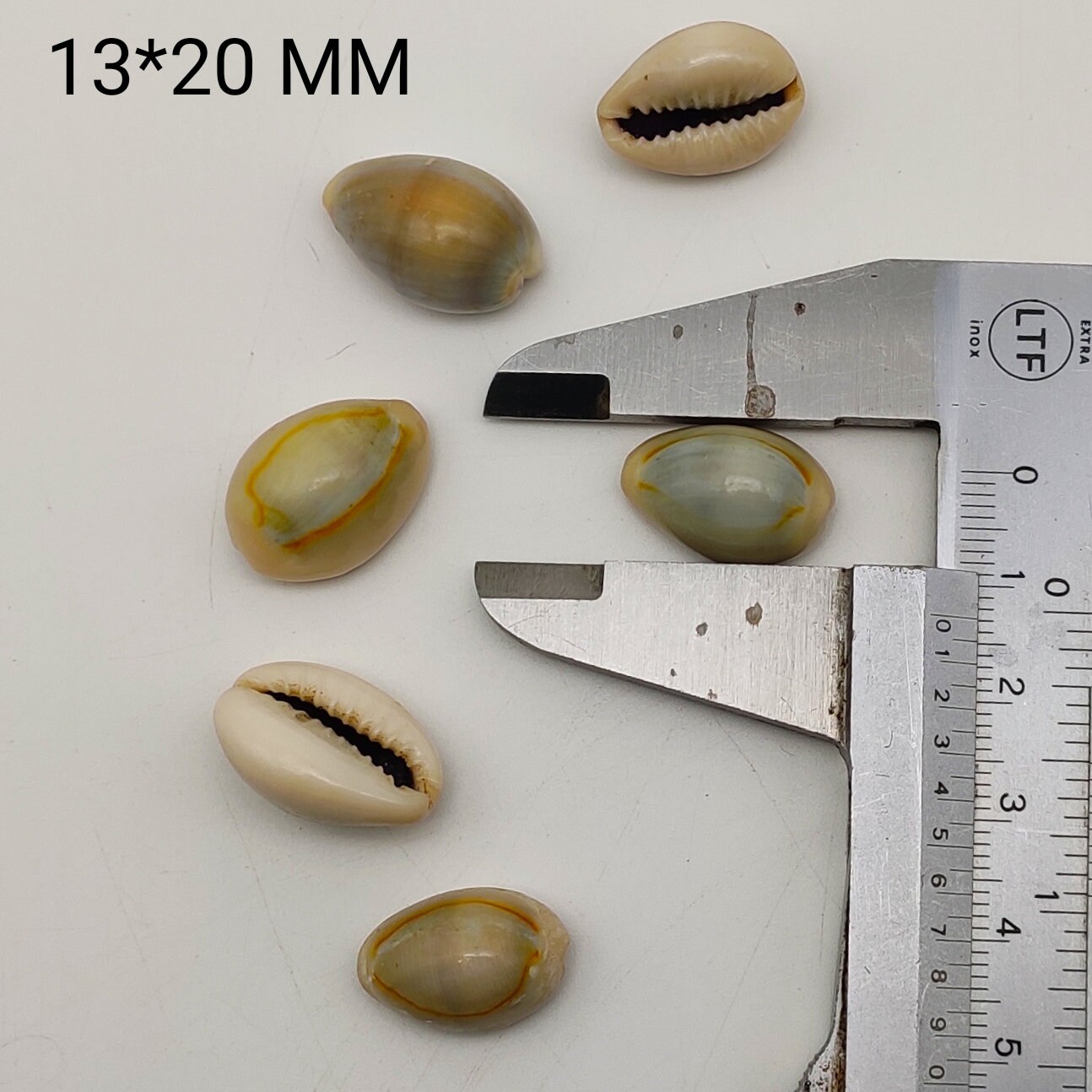 Kauri Muschel Charms-1320mm-Kauri Muscheln Bastelschalen - Etsy.de