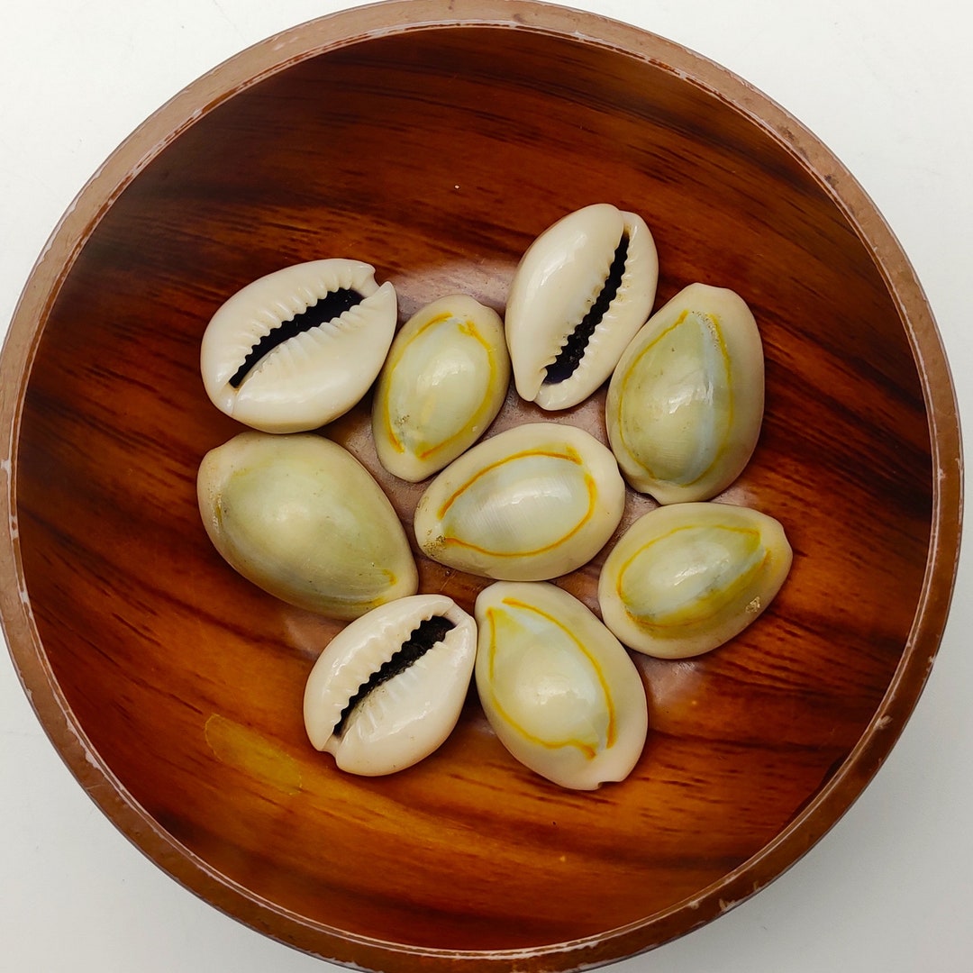 Kauri Muschel Charms-1320mm-Kauri Muscheln Bastelschalen - Etsy.de