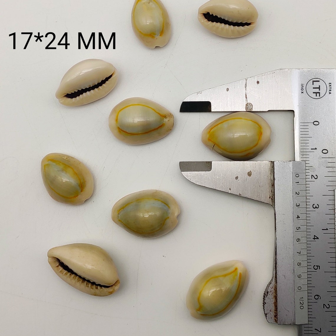 Cowrie Shell Charms-1724mm-cowry Shells Craft Shells White Seashells ...