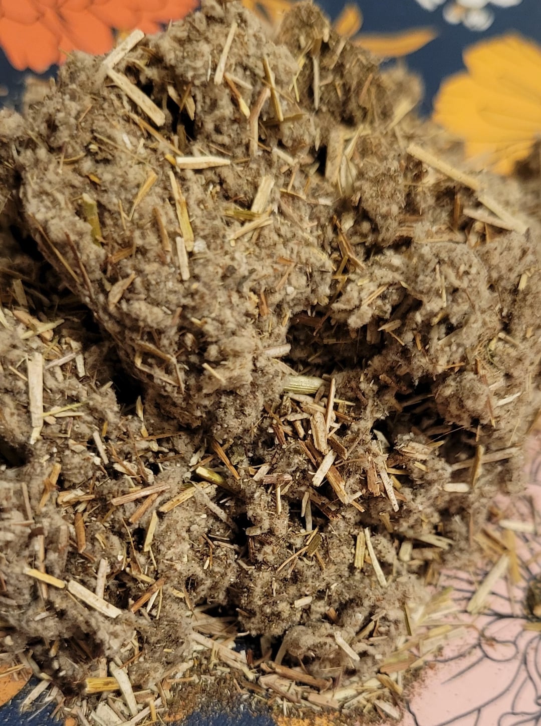 IMPHEPHO / Helichrysum Odoratissimum / Ancestor Connection Herb - Etsy