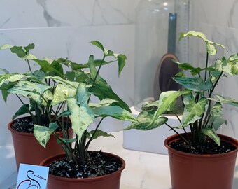 Syngonium Three Kings Starter Plant (ALL STARTER PLANTS Require You to ...