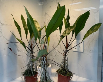 Anthurium Gracile 4" Inch (buyers Choice) - Etsy