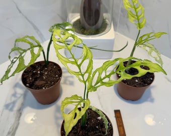 Monstera Obliqua Peru, Rare Monstera - Etsy