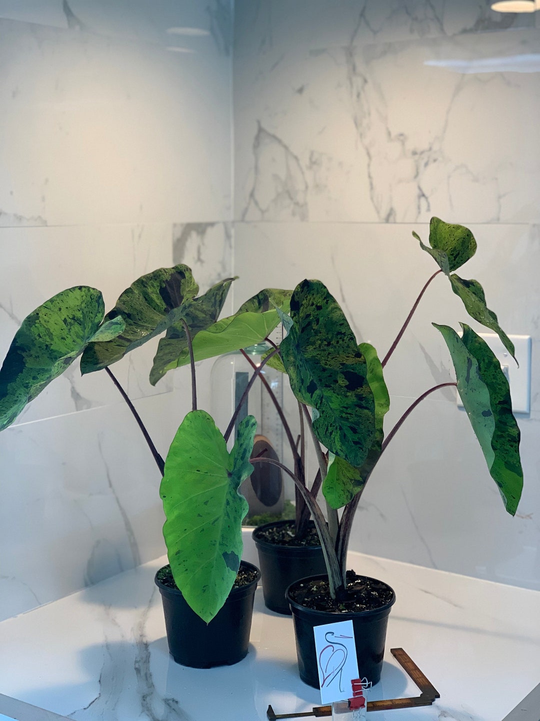 Colocasia Esculenta 'mojito' - Etsy