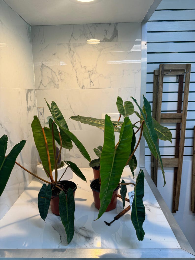 Philodendron Billietiae — Rare Climbing Aroid With Orange Petioles ...