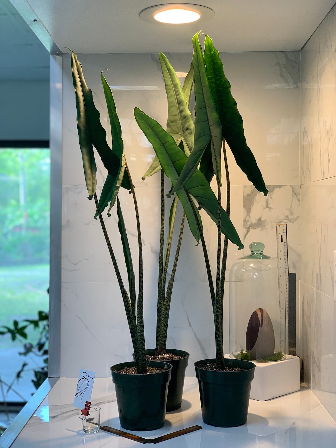 Alocasia Tigrina Superba — Bold Tiger-stemmed Tropical Aroid | Leaf ...