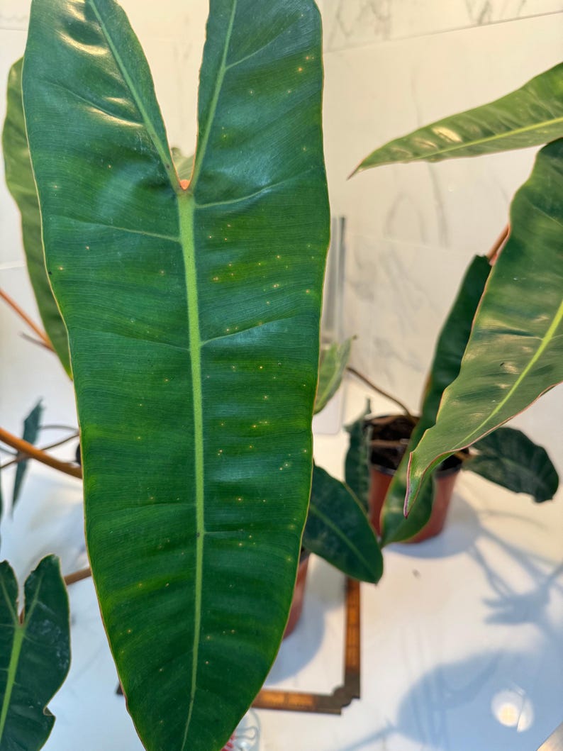 Philodendron Billietiae — Rare Climbing Aroid With Orange Petioles ...