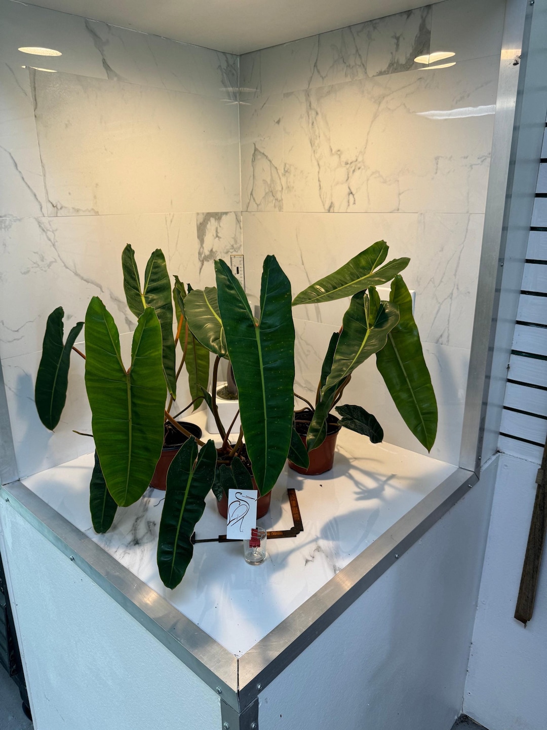 Philodendron Billietiae — Rare Climbing Aroid With Orange Petioles ...