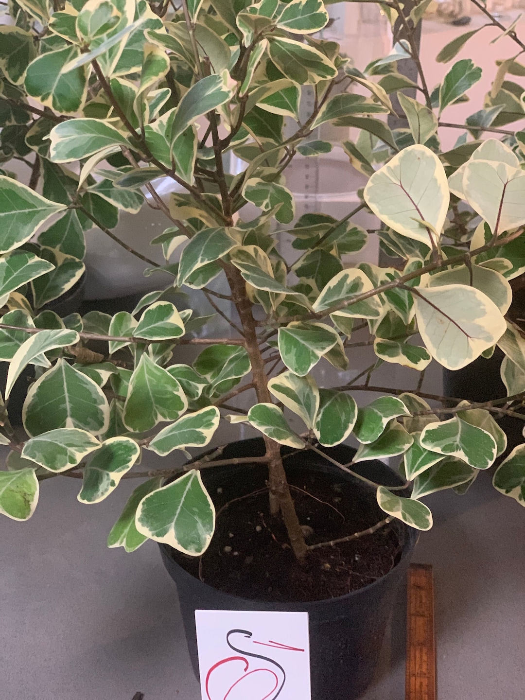 Ficus Triangularis Variegata - Etsy