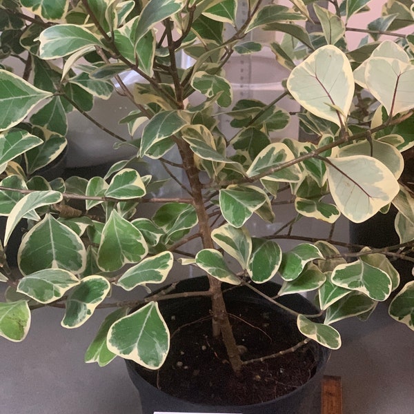 Ficus Triangularis Variegated - Etsy