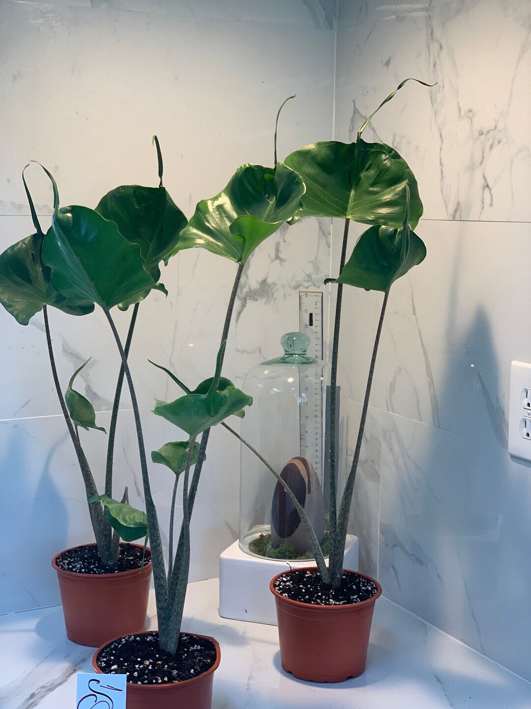 Alocasia Macrorrhiza "stingray" - Etsy