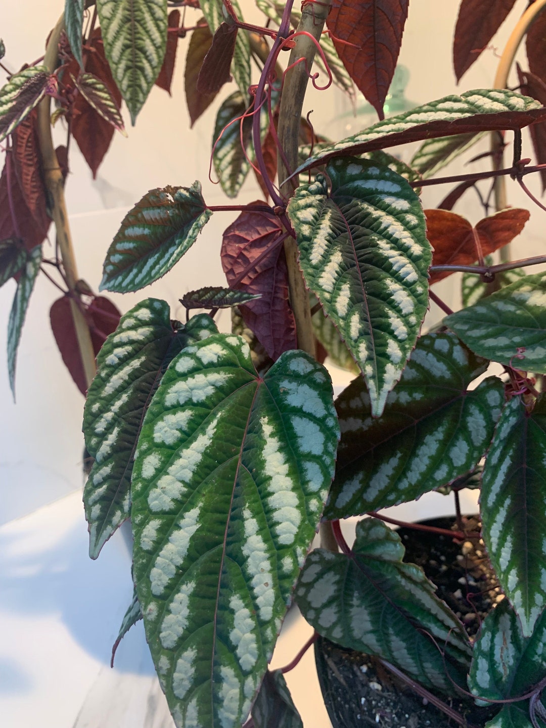 Cissus Discolor Rex Begonia Vine - Etsy