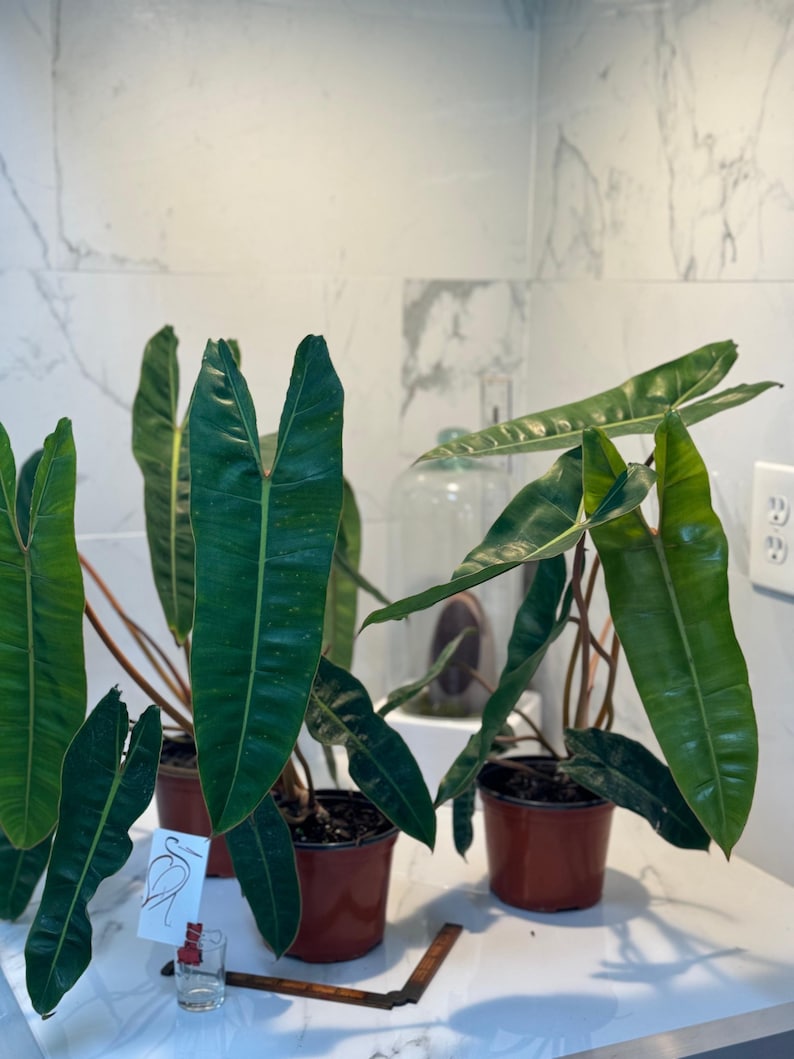 Philodendron Billietiae — Rare Climbing Aroid With Orange Petioles ...