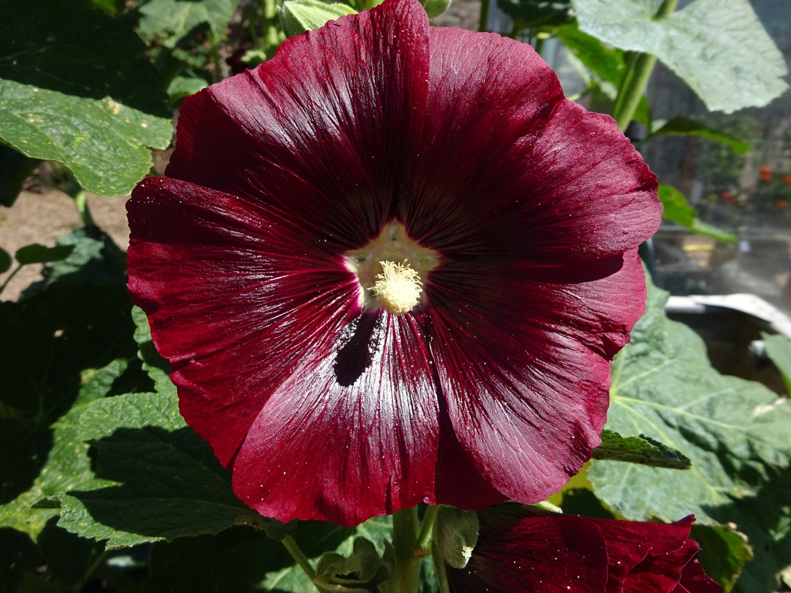 Hollyhock Alcea Althea 50 Seeds Dark Red | Etsy