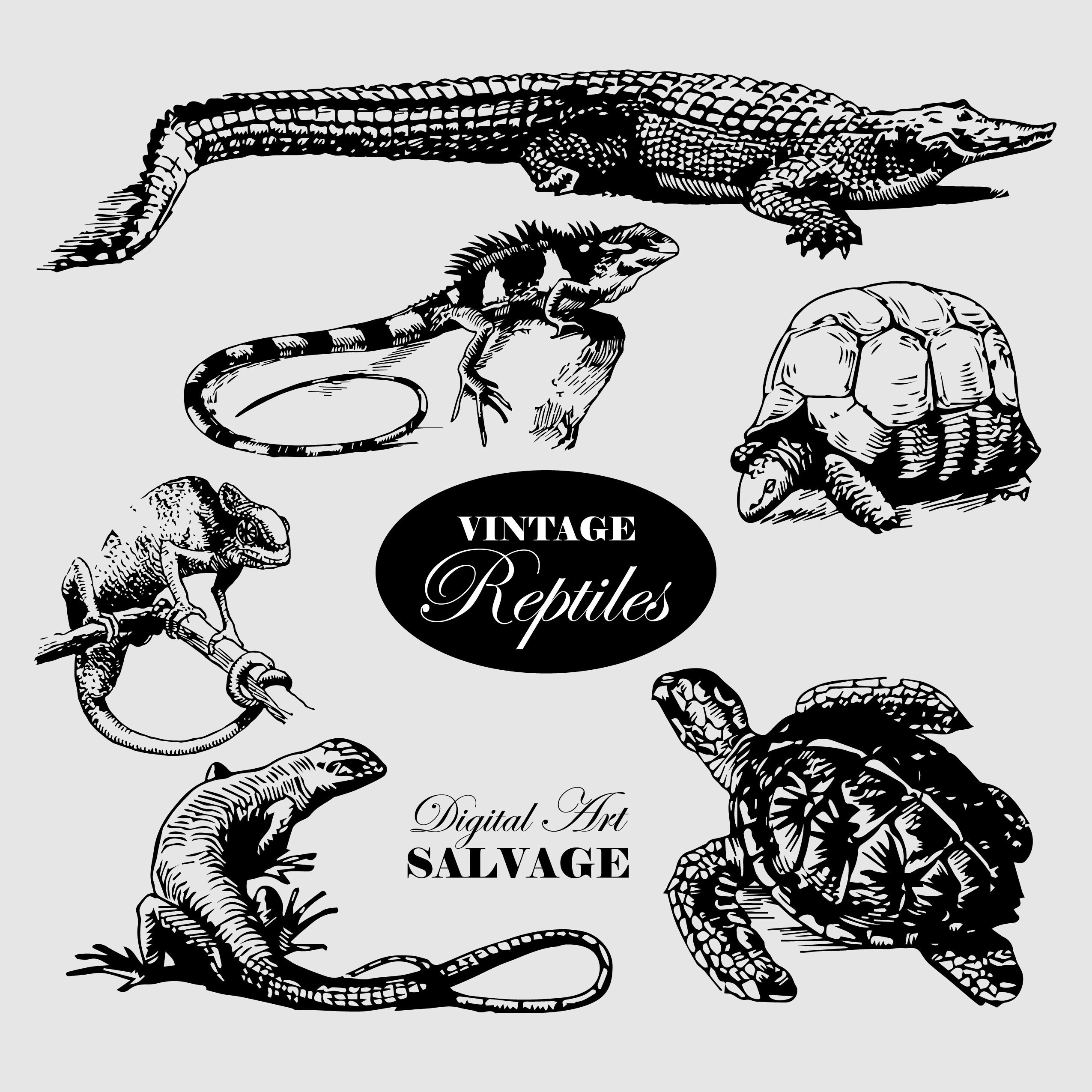 Vintage Reptiles clipart transparent background | Etsy