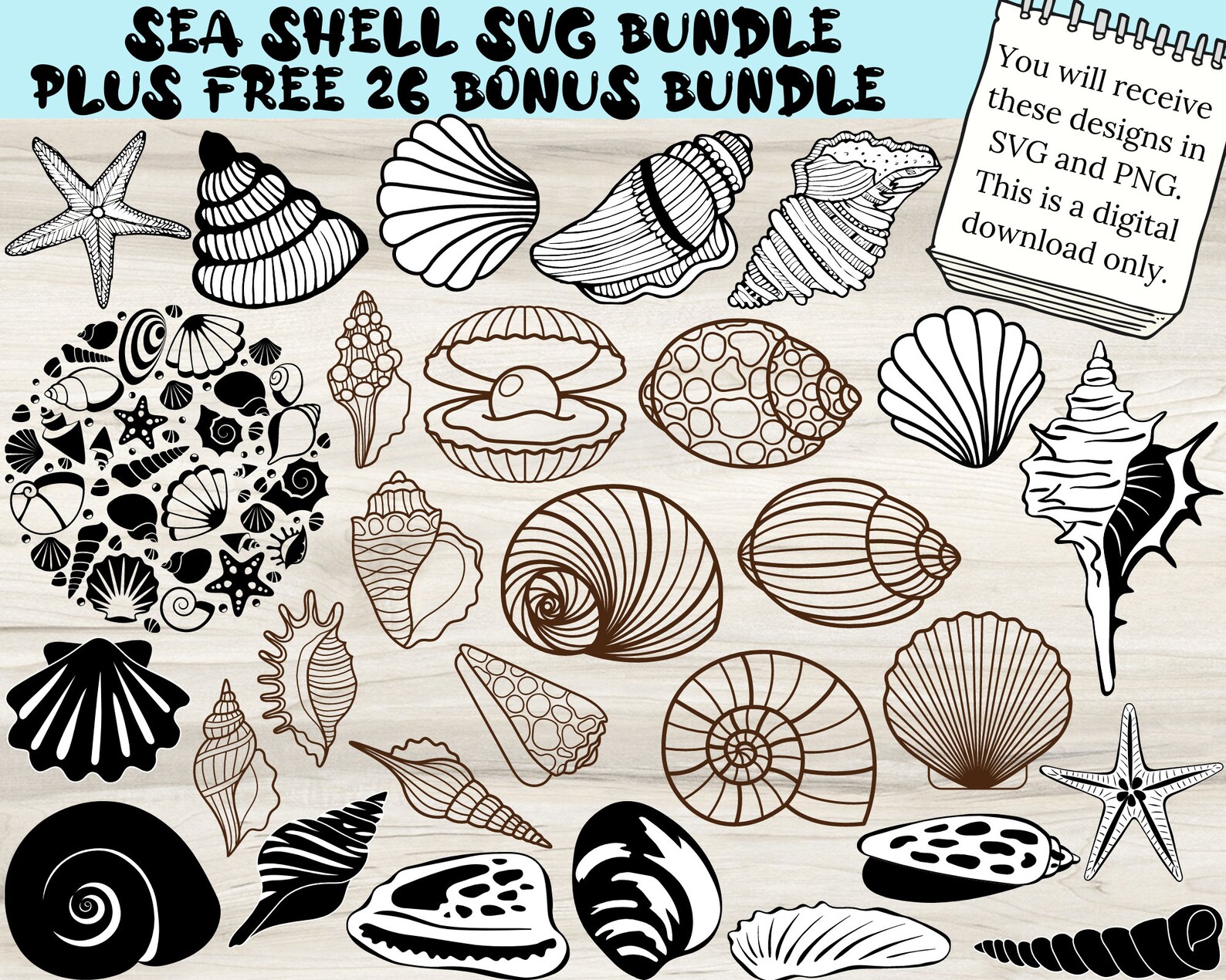 Sea Shell Svg Seashell Svg Seashell Silhouette Summer Svg - Etsy