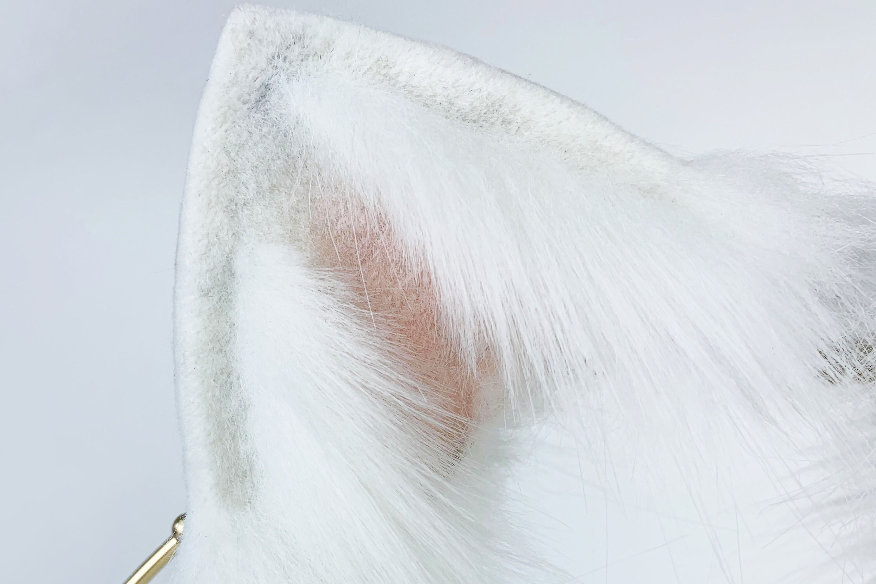 White Cat Ear and Tail Set Petplay Ear Kitten Tail Plug Cat - Etsy