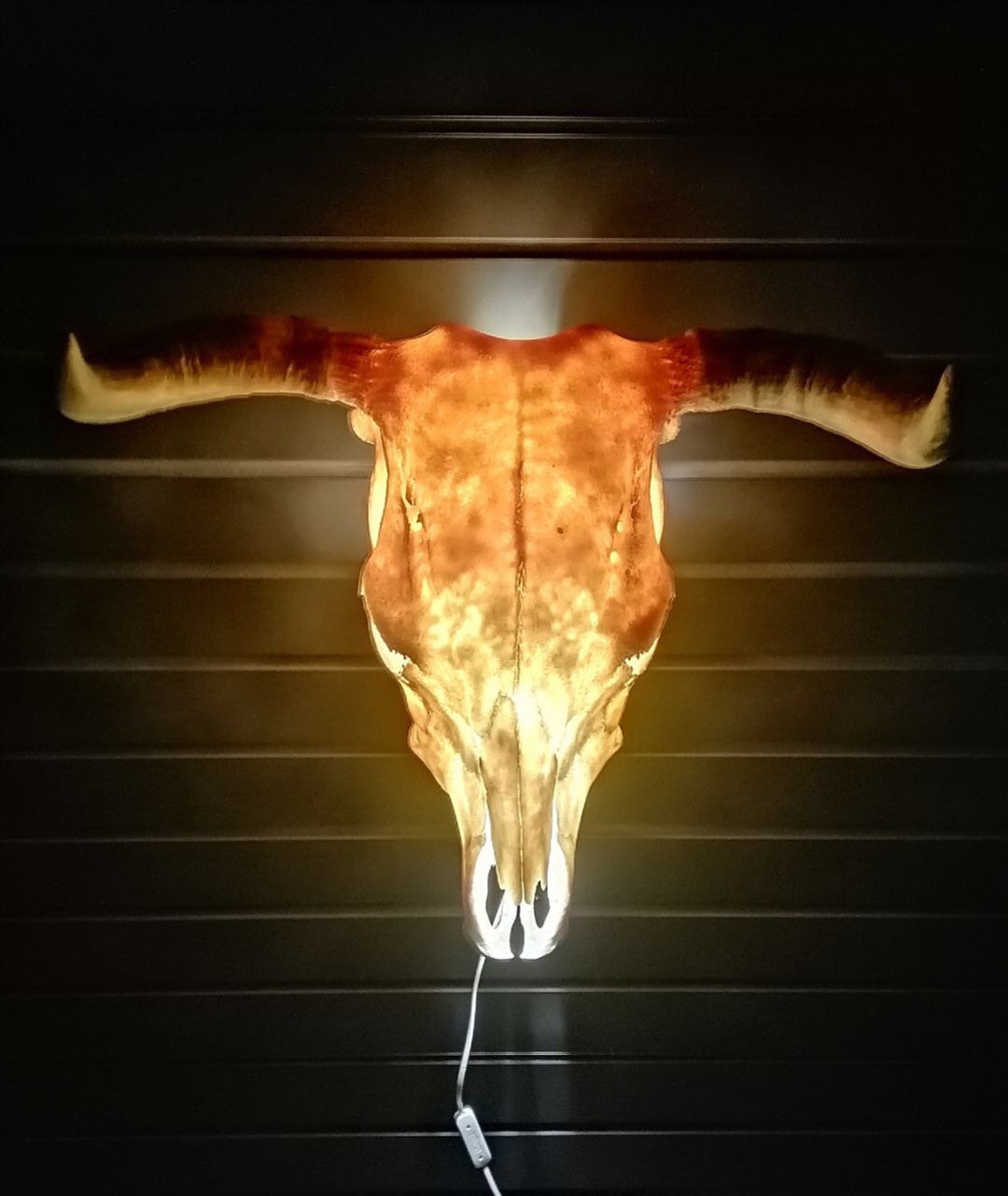 Real Bull Skull Lamp. Processed and Whitened - Etsy Canada