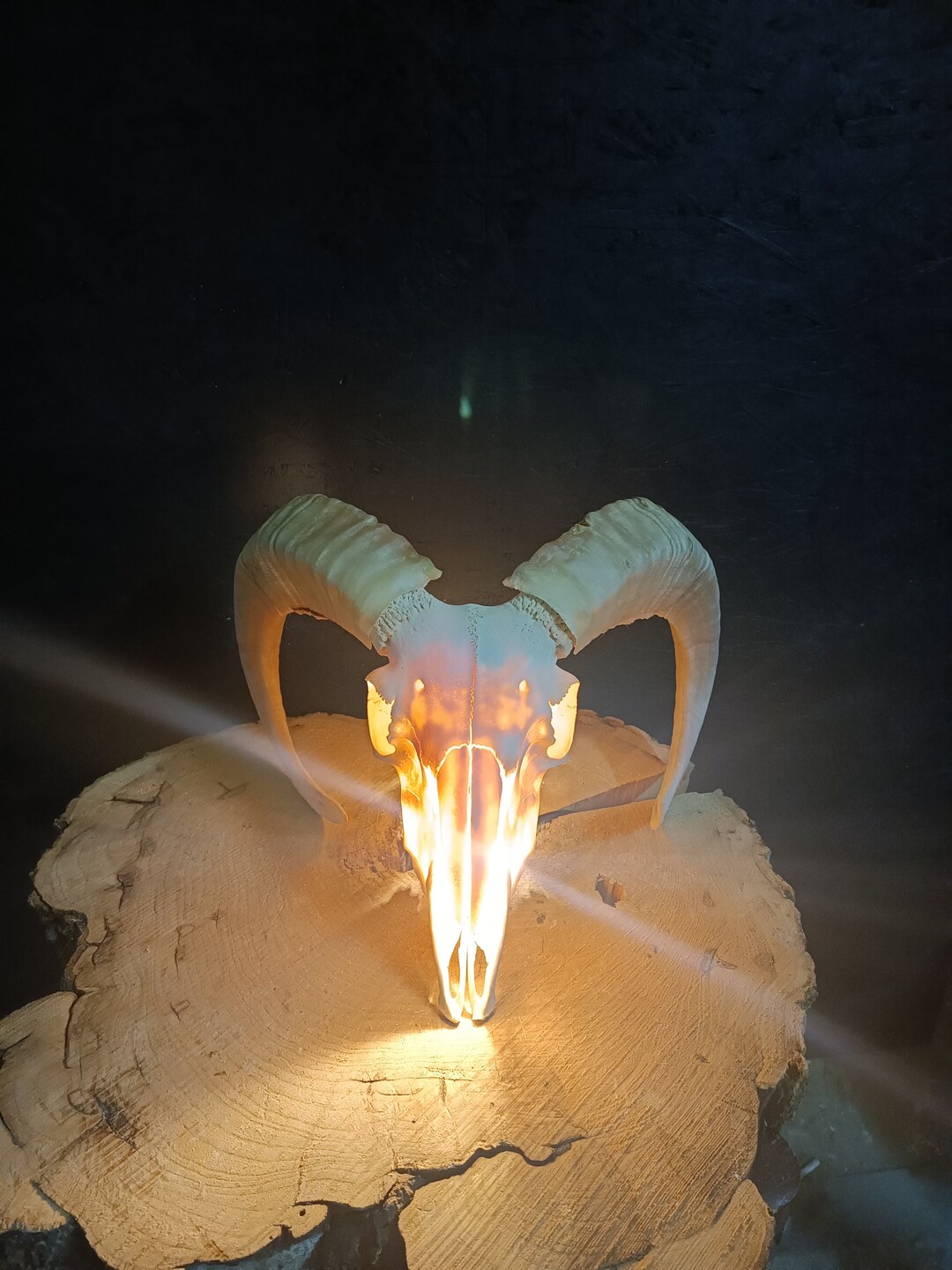 Ram's Skull,lamp ,fully Processed, Perfectly Bleached, Big Horns, Home ...