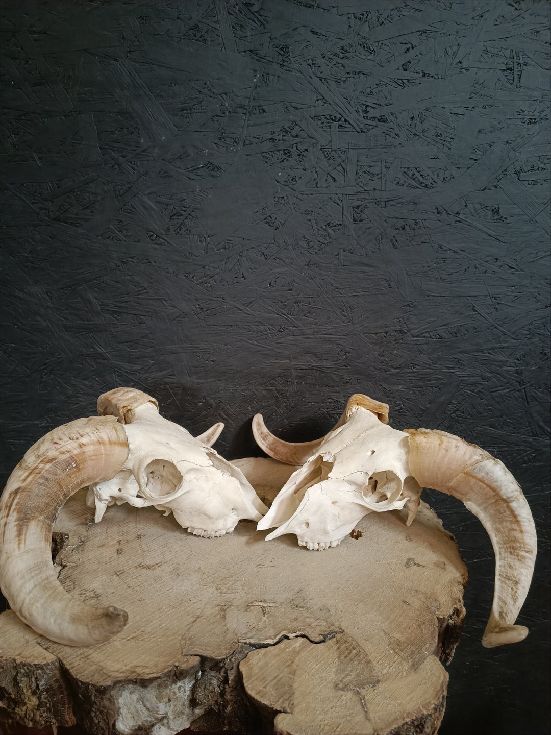 Ram's Skull, Fully Processed, Perfectly Bleached, Big Horns, Home Decor ...