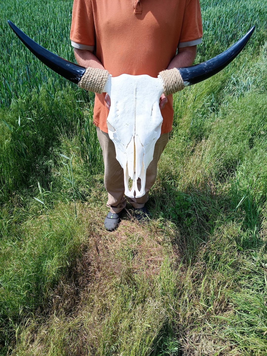Real Bull Skull. Cow Skull, Home Decor, Gothic. - Etsy