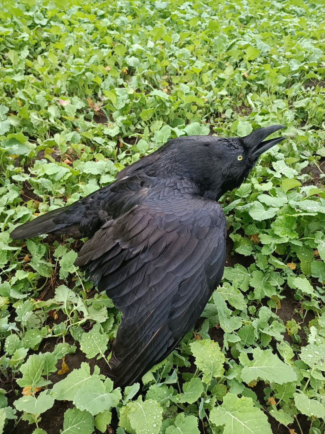 Decorative Raven, Faux Dummy, Props. - Etsy