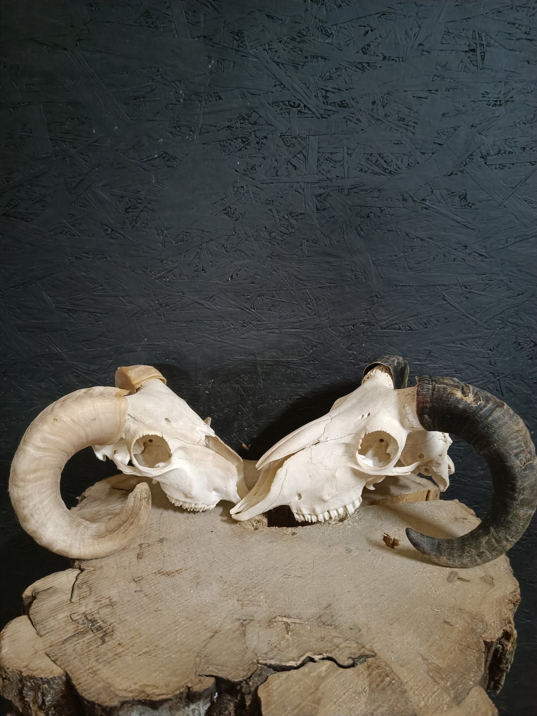 Ram's Skull, Fully Processed, Perfectly Bleached, Big Horns, Home Decor ...