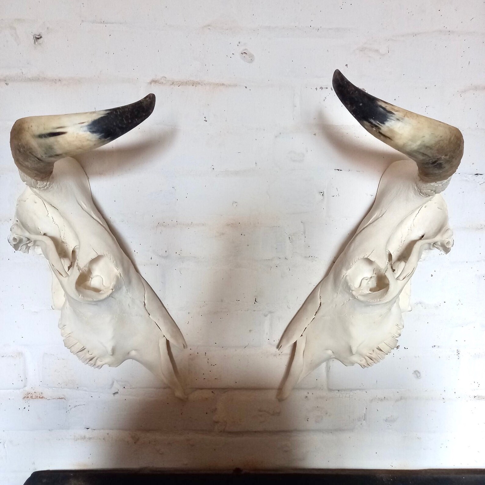 2 real bull skull parts. Processed and whitened | Etsy