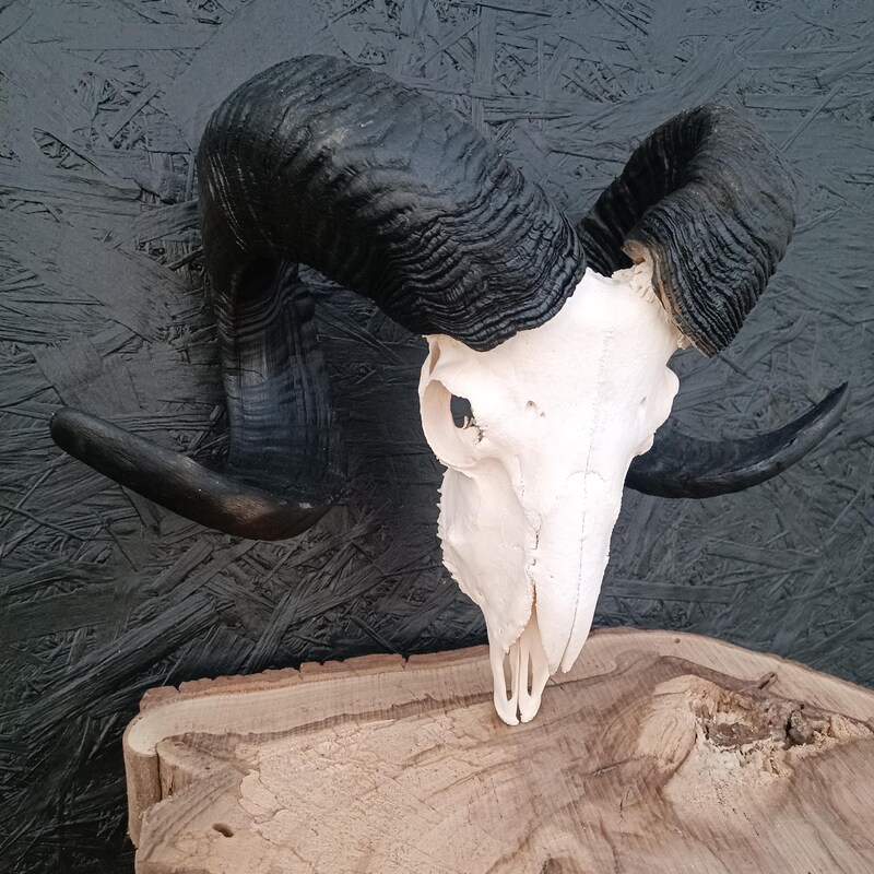Real Ram Skull - Etsy