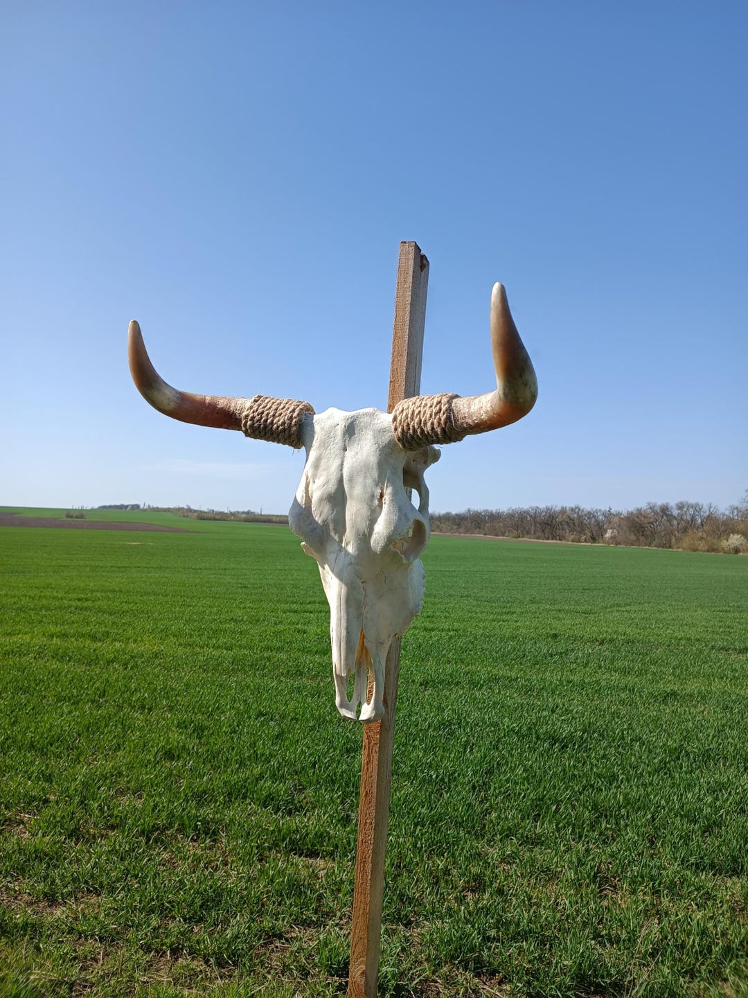 Real Bull Skull. Cow Skull, Home Decor, Gothic. - Etsy