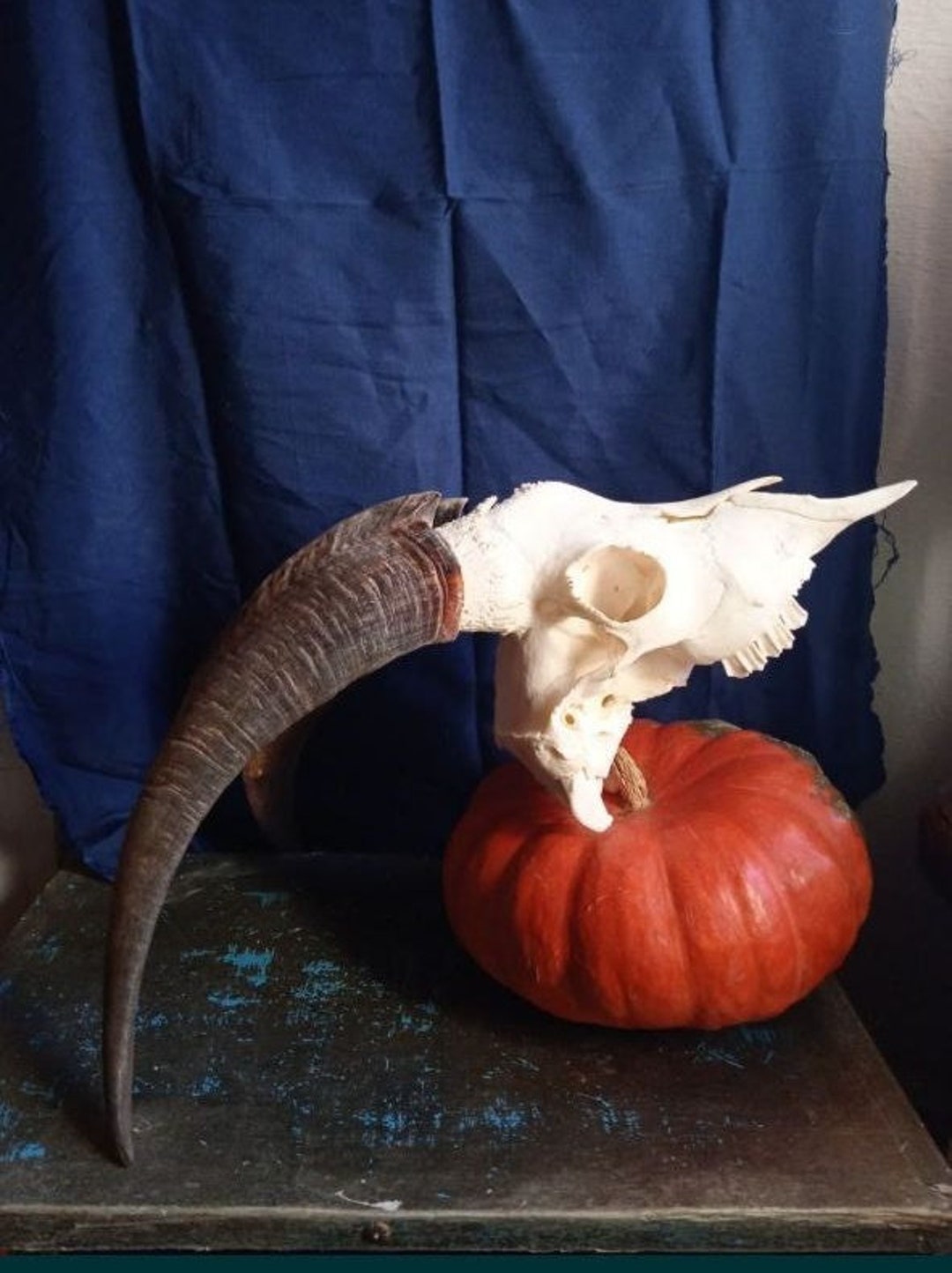 Real Goat Skull With Long XL Horns, Professional Cleaned, Unique Animal ...