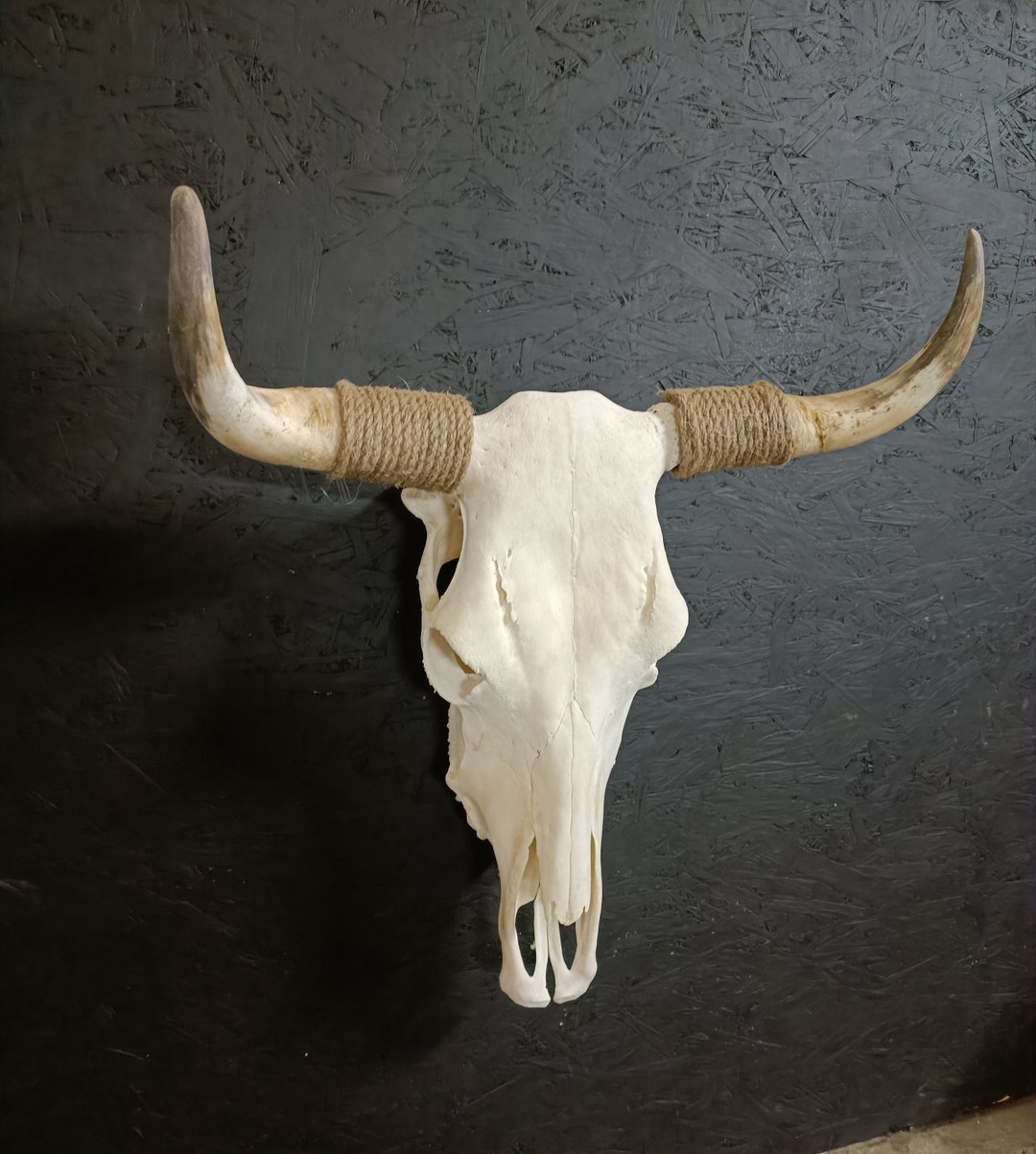 Real Bull Skull. Processed and Whitened Big Horns Home - Etsy