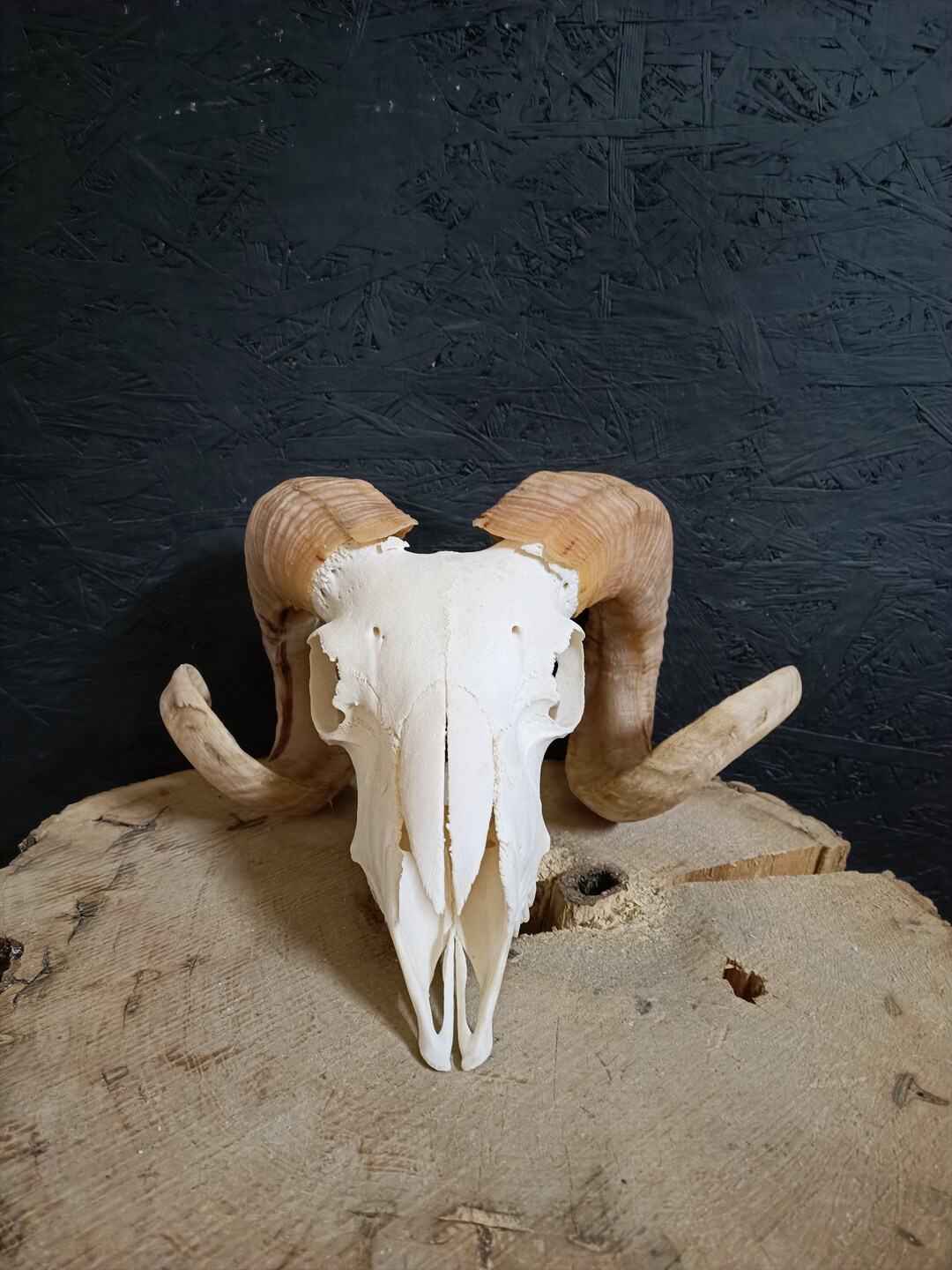 Ram's Skull, Fully Processed, Perfectly Bleached, Big Horns, Home Decor ...