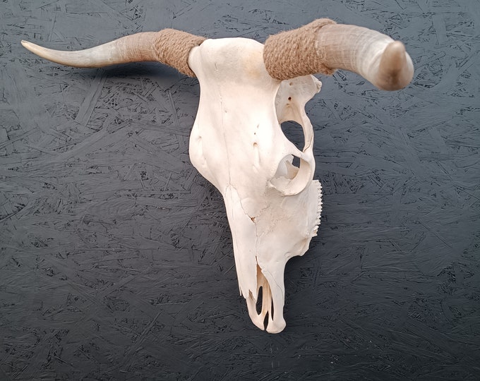 Real Bull Skull. Processed and Whitened, Big Horns, Home Decor, Gothic ...
