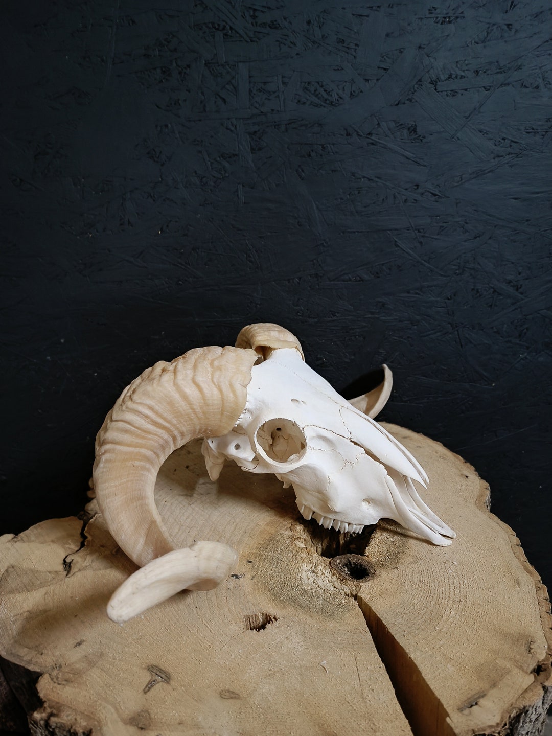 Ram's Skull, Fully Processed, Perfectly Bleached, Big Horns, Home Decor ...