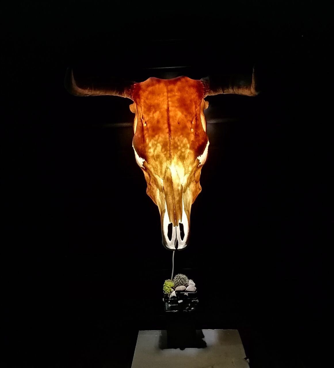Real Bull Skull Lamp. Processed and Whitened | Etsy Canada