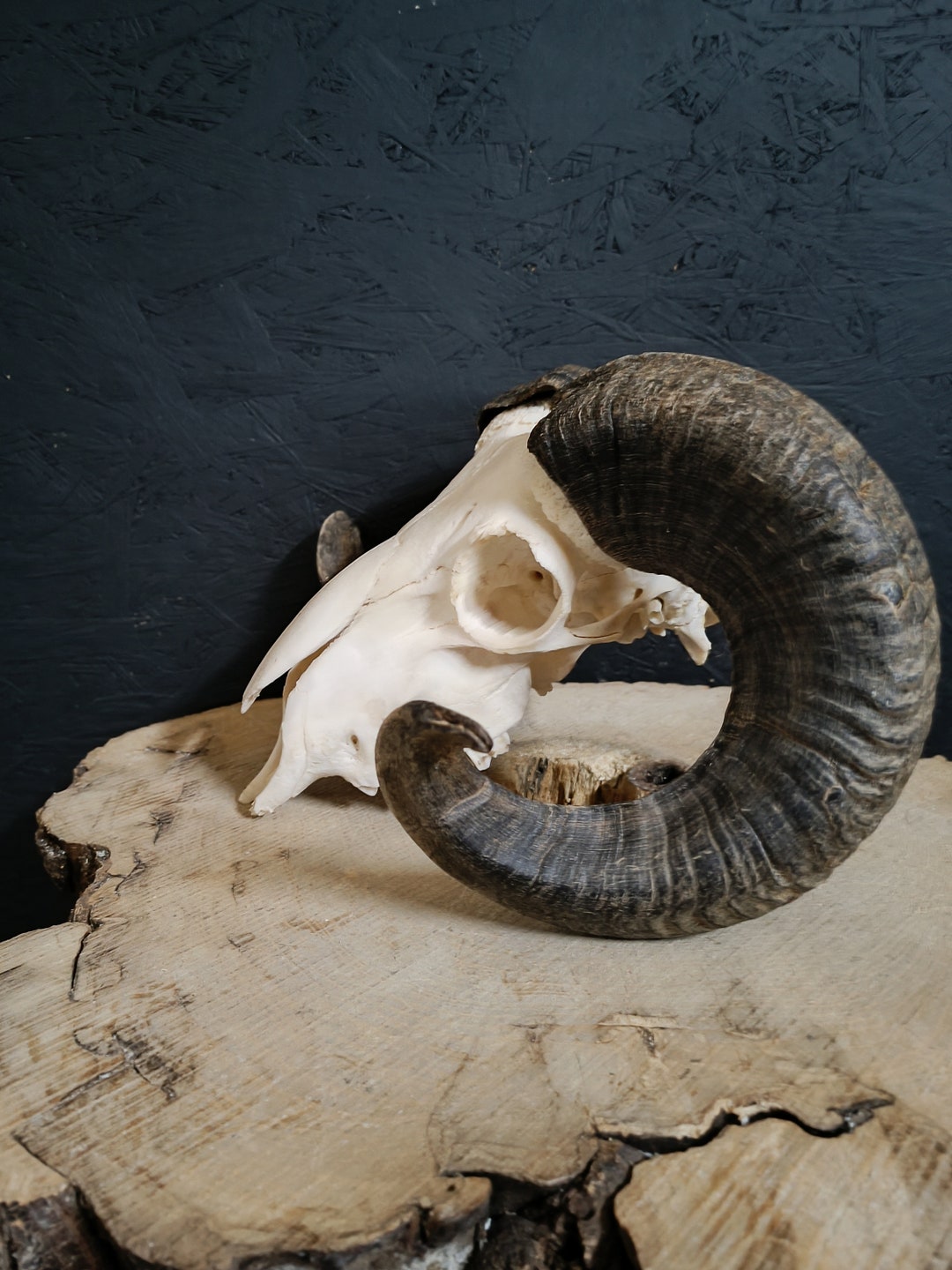 Ram's Skull, Fully Processed, Perfectly Bleached, Big Horns, Home Decor ...