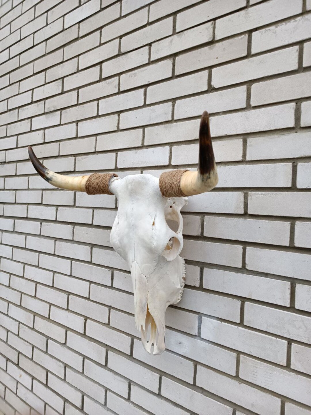 Real Bull Skull. Processed and Whitened Big Horns Home - Etsy